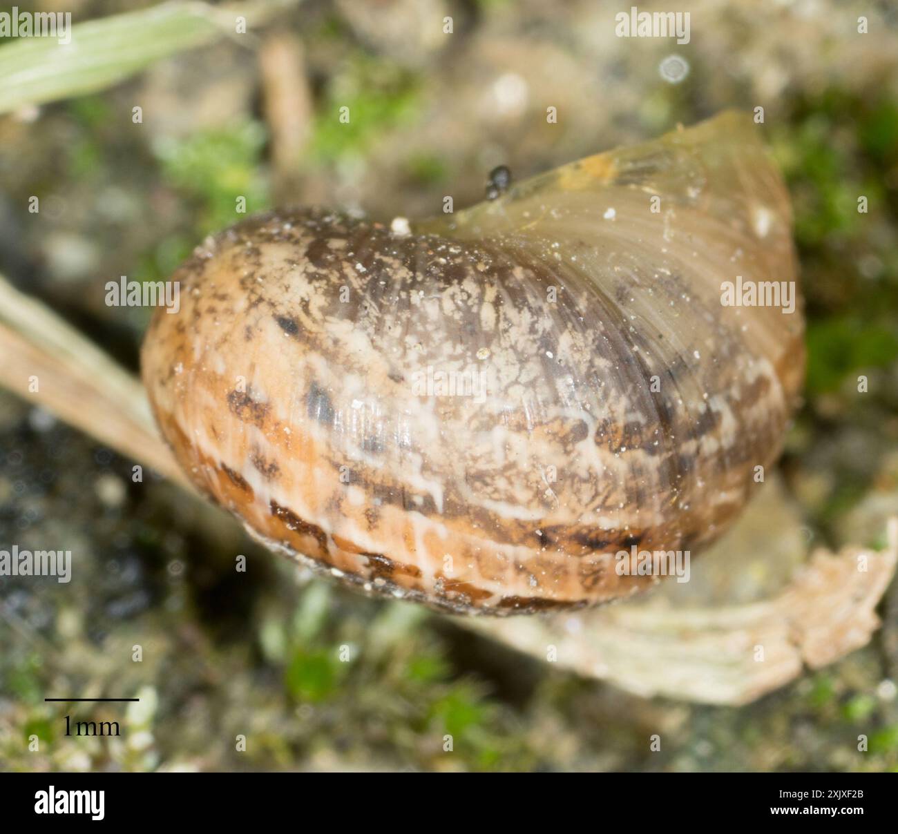 Garden Snail (Cornu aspersum) Mollusca Stock Photo - Alamy