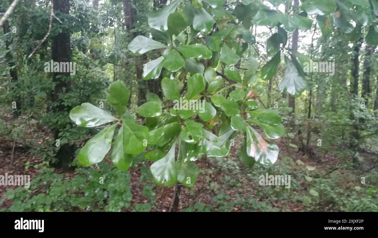 water oak (Quercus nigra) Plantae Stock Photo - Alamy