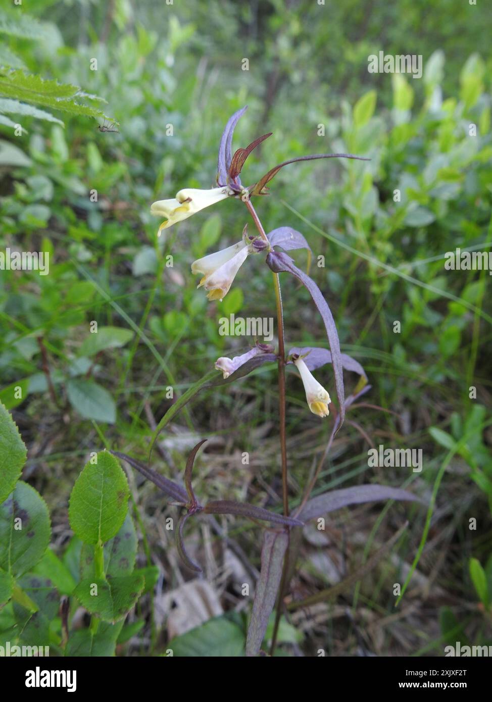 Common Cow-wheat (Melampyrum pratense) Plantae Stock Photo - Alamy
