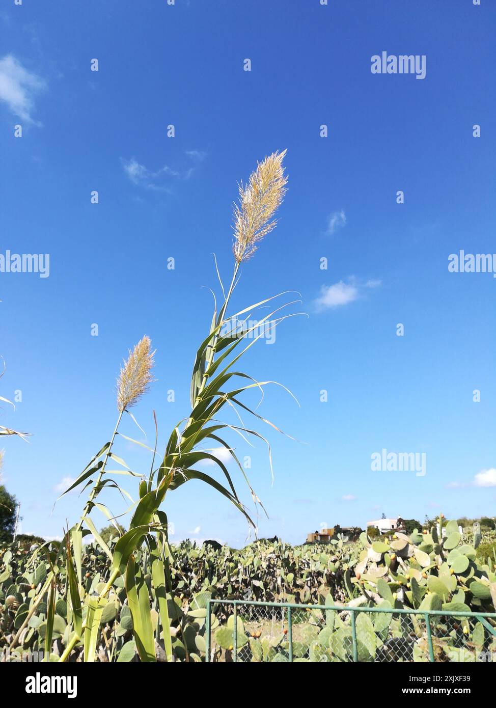 giant reed (Arundo donax) Plantae Stock Photo - Alamy
