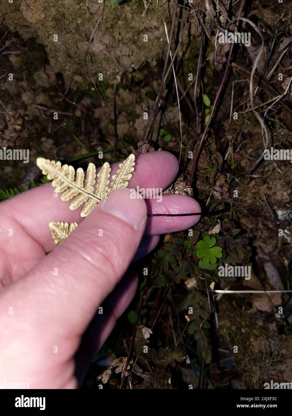 goldback fern (Pentagramma triangularis) Plantae Stock Photo - Alamy
