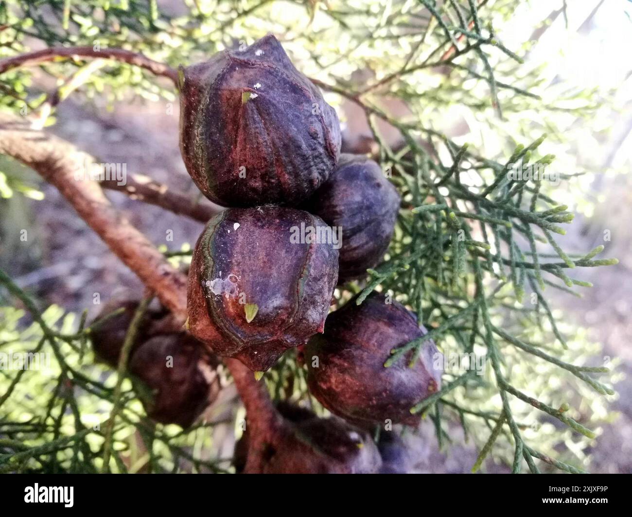 mountain cypress (Widdringtonia nodiflora) Plantae Stock Photo - Alamy