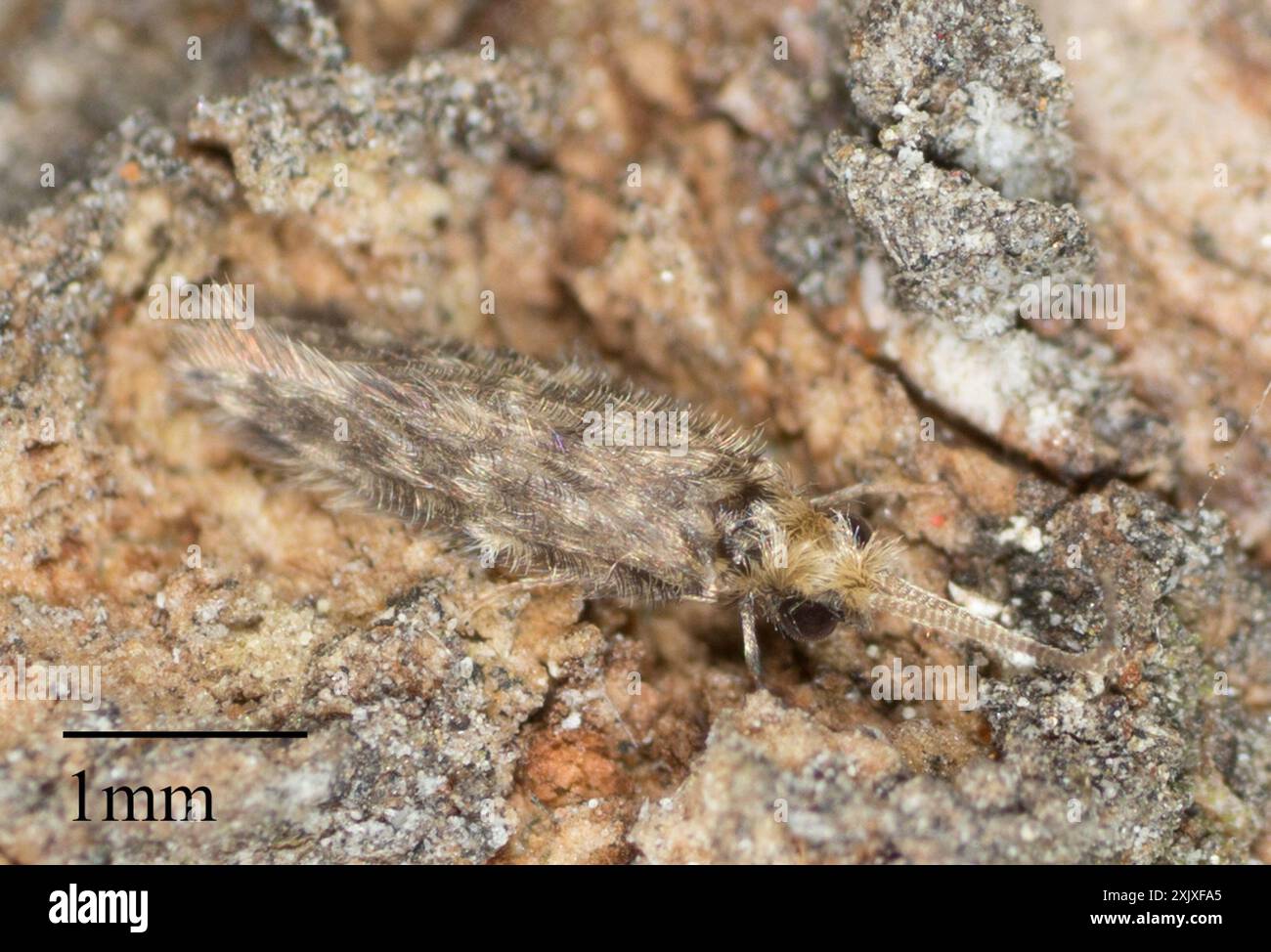 Microcaddisflies (Hydroptilidae) Insecta Stock Photo - Alamy