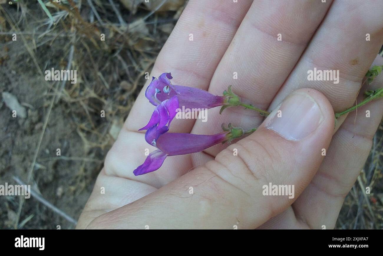 Mountain Blue Penstemon (Penstemon laetus laetus) Plantae Stock Photo ...