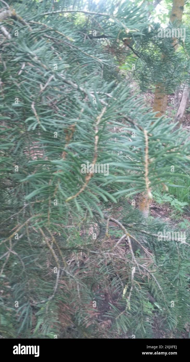 white fir (Abies concolor) Plantae Stock Photo - Alamy