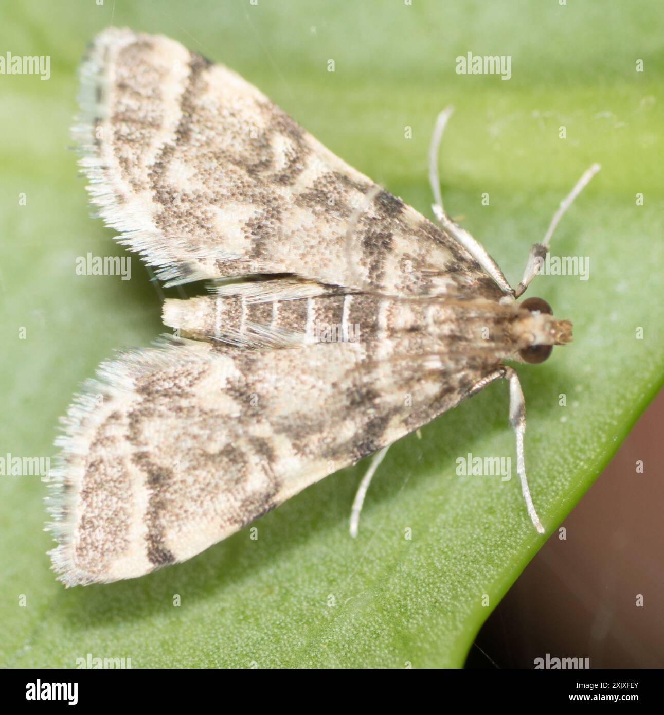 Yellow-spotted Webworm Moth (Anageshna primordialis) Insecta Stock ...