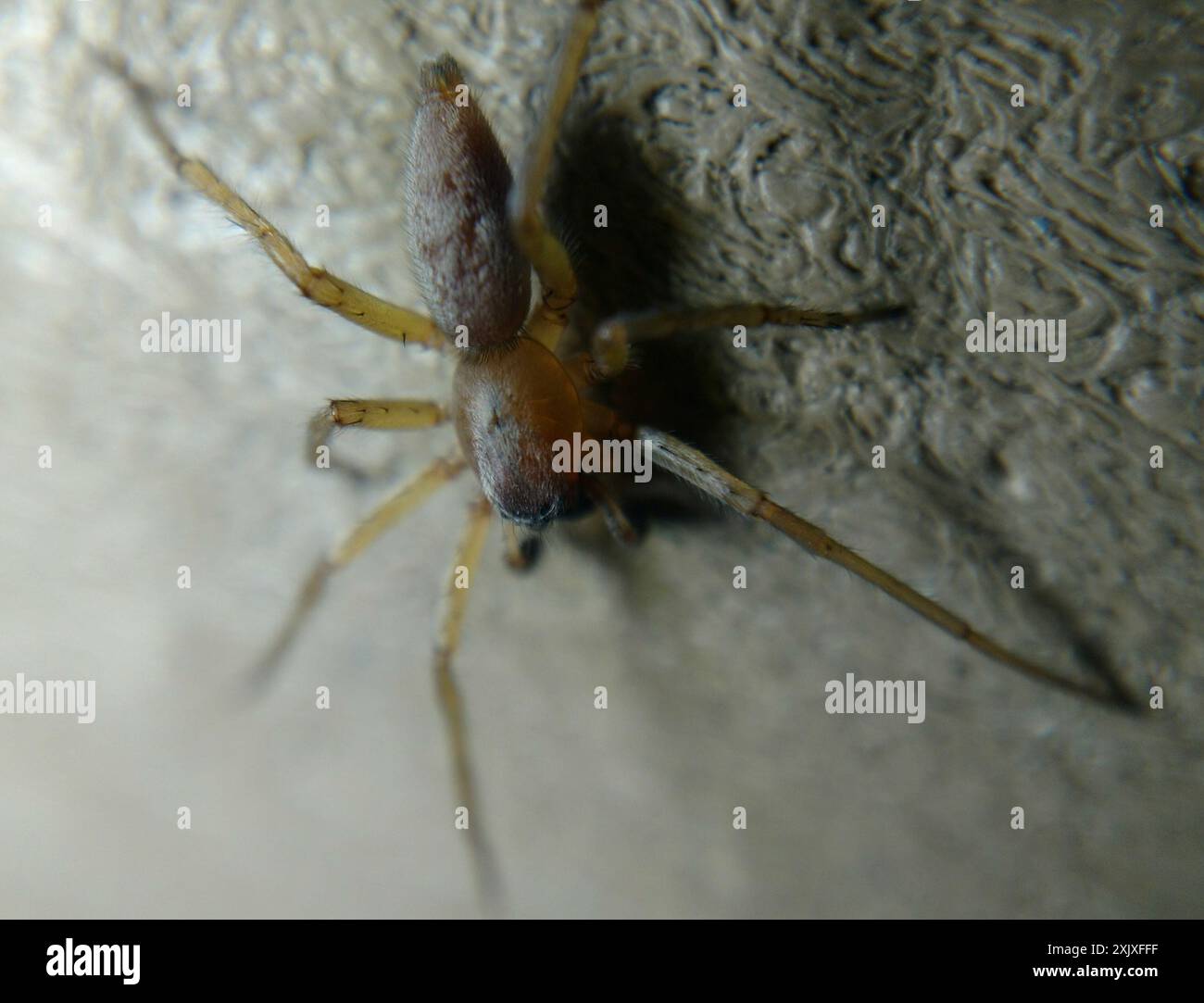 Clubionidae hi-res stock photography and images - Alamy