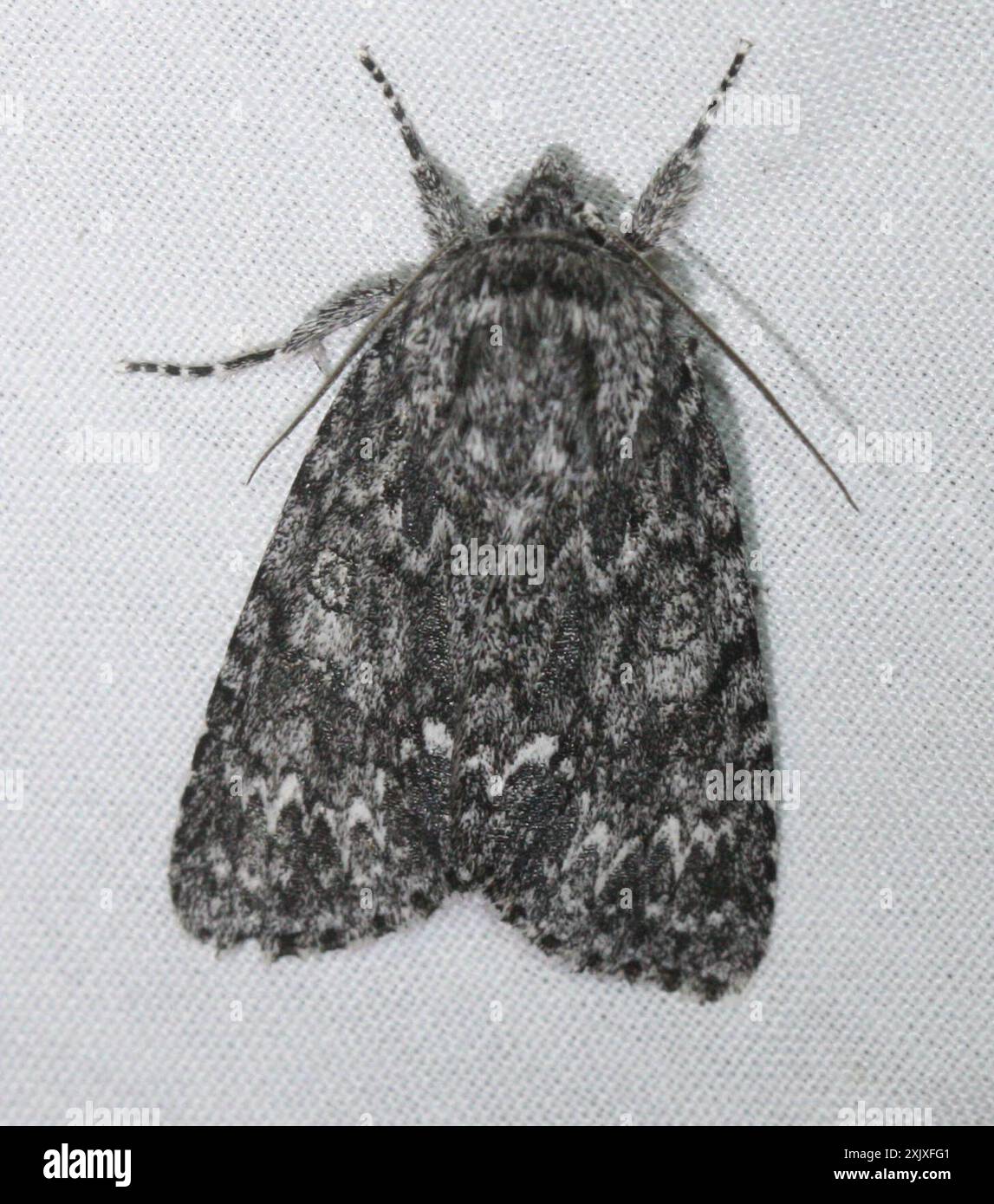 Dagger Moths (Acronicta) Insecta Stock Photo - Alamy