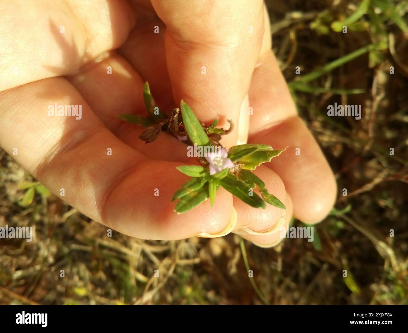 rough buttonweed (Hexasepalum teres) Plantae Stock Photo - Alamy