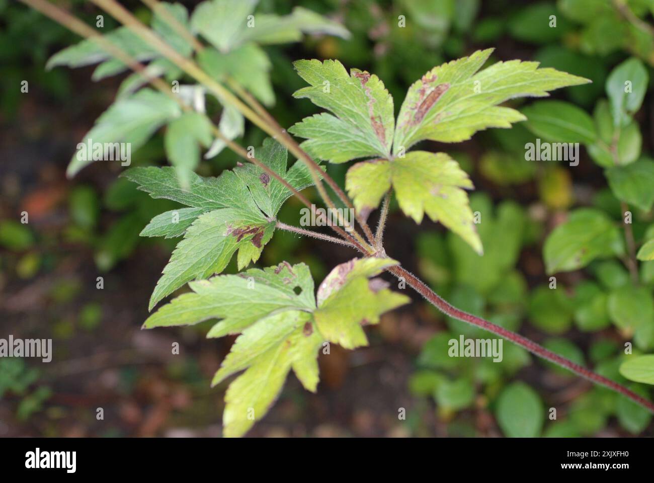 tall thimbleweed (Anemone virginiana) Plantae Stock Photo - Alamy