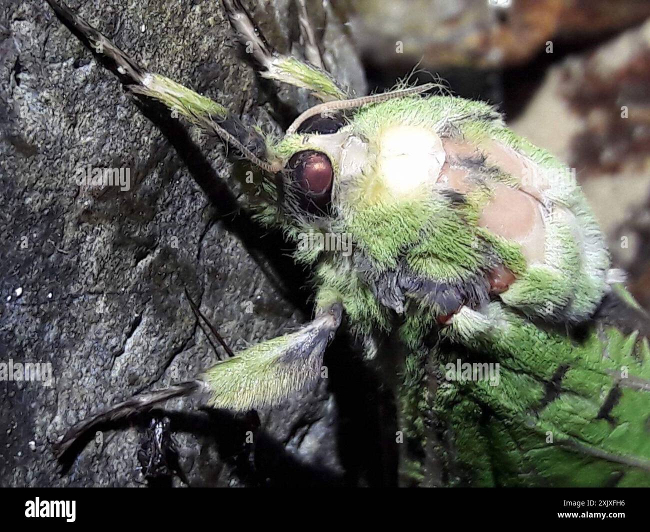 Puriri moth hi-res stock photography and images - Alamy