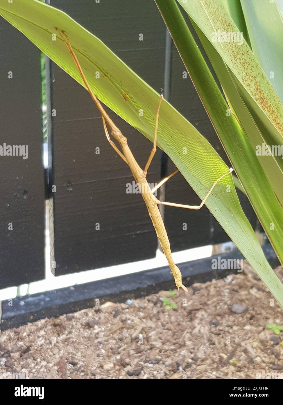Smooth Stick Insect (Clitarchus hookeri) Insecta Stock Photo - Alamy