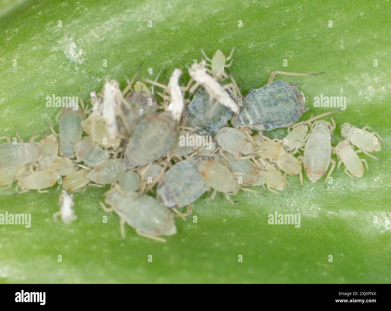 Bird Cherry-oat Aphid (Rhopalosiphum padi) Insecta Stock Photo - Alamy