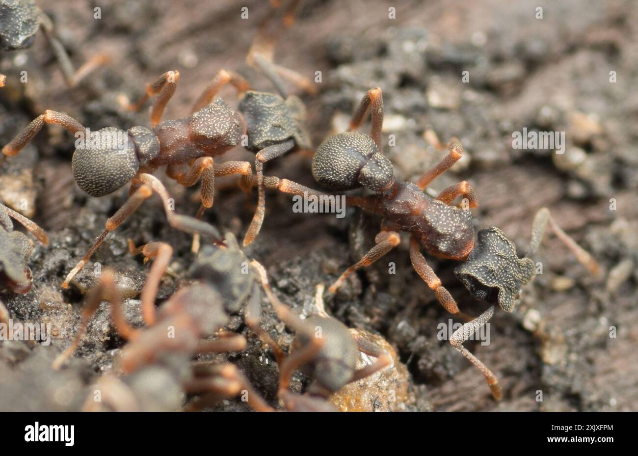 Cyphomyrmex hi-res stock photography and images - Alamy