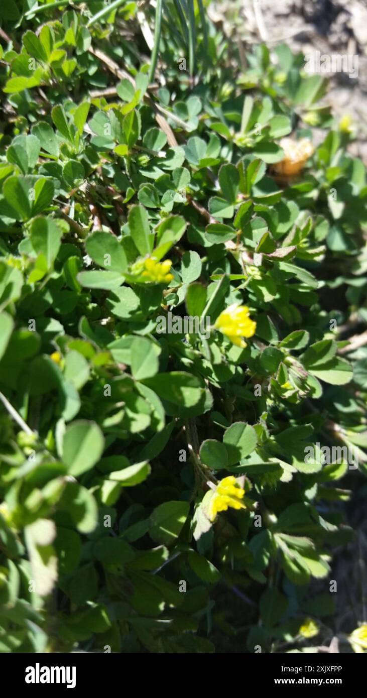 Lesser hop trefoil (Trifolium dubium) Plantae Stock Photo - Alamy
