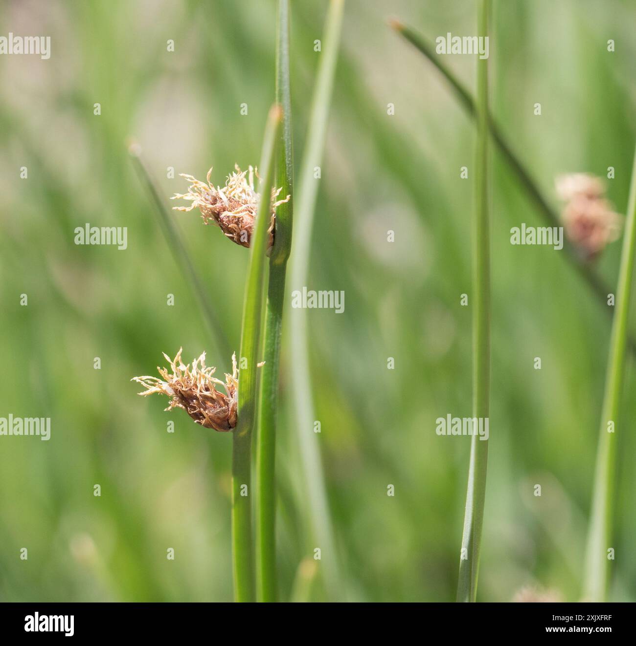 sedges (Cyperaceae) Plantae Stock Photo - Alamy
