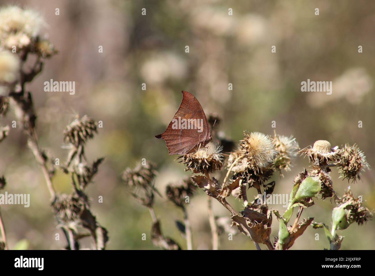 Goatweed Leafwing (Anaea andria) Insecta Stock Photo - Alamy