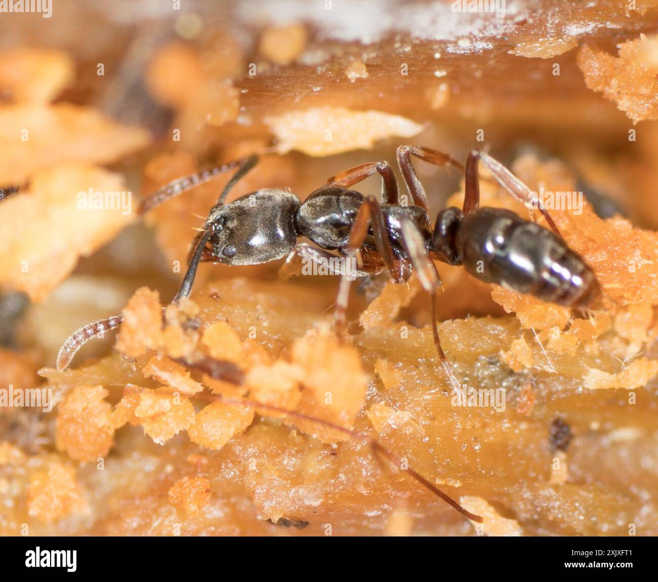 Asian needle ant hi-res stock photography and images - Alamy