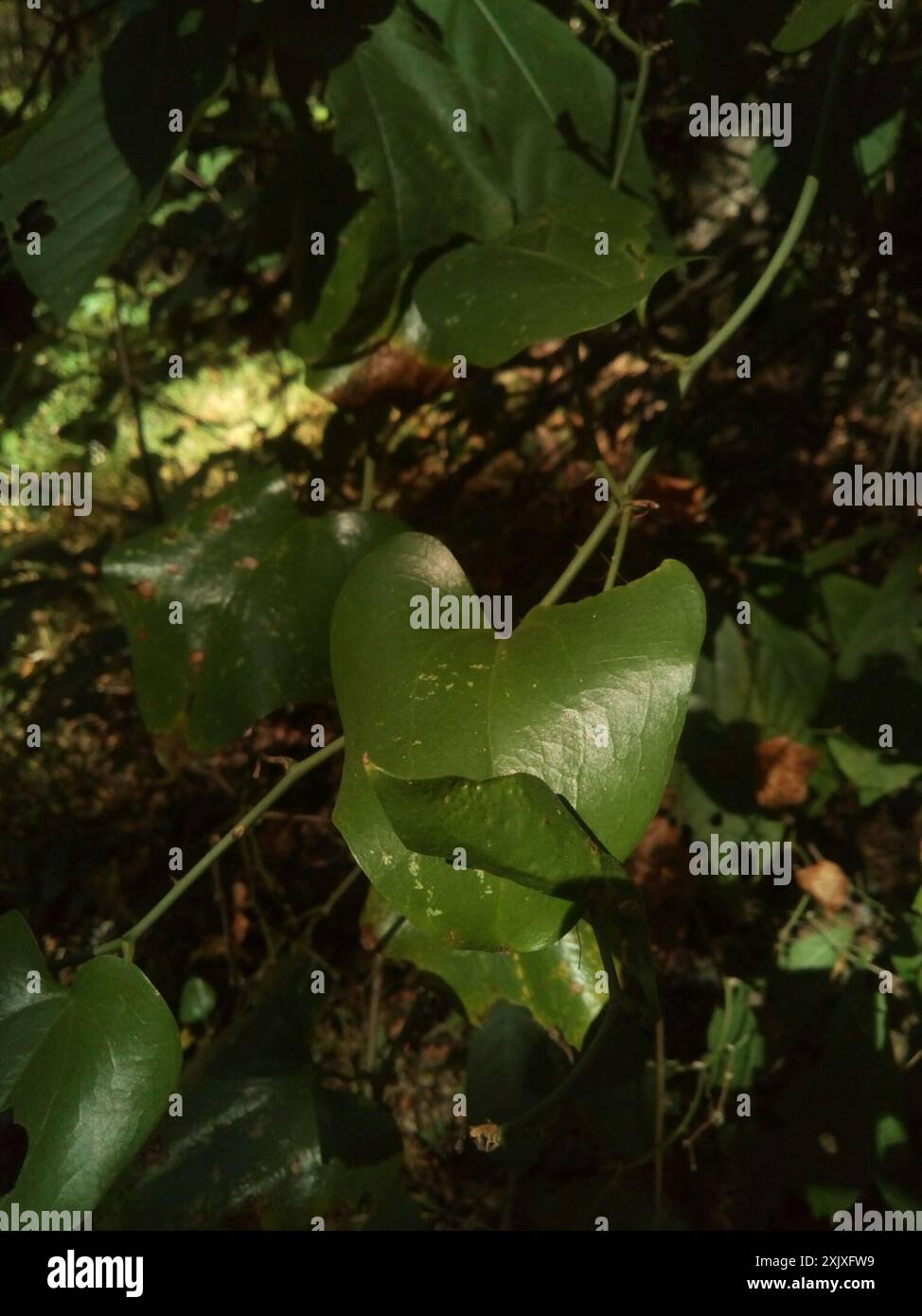 roundleaf greenbrier (Smilax rotundifolia) Plantae Stock Photo - Alamy