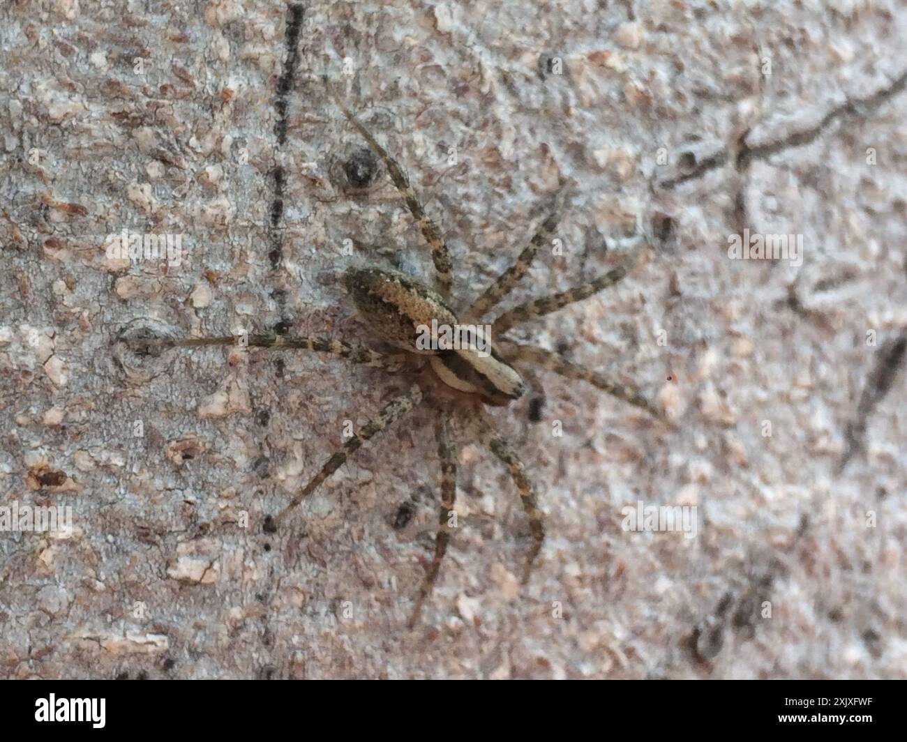 Funnel Weavers (Agelenidae) Arachnida Stock Photo - Alamy