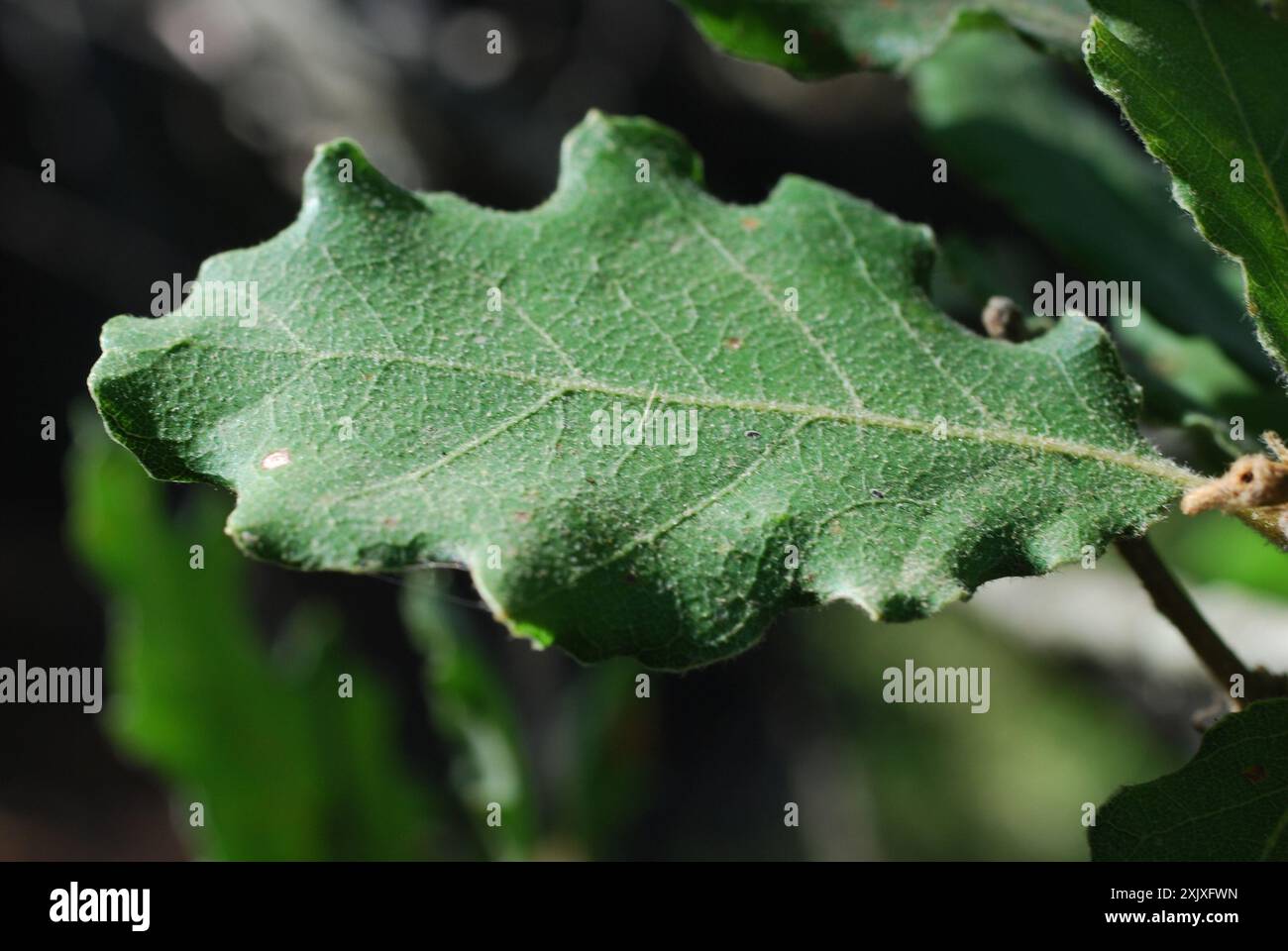 downy oak (Quercus pubescens) Plantae Stock Photo - Alamy