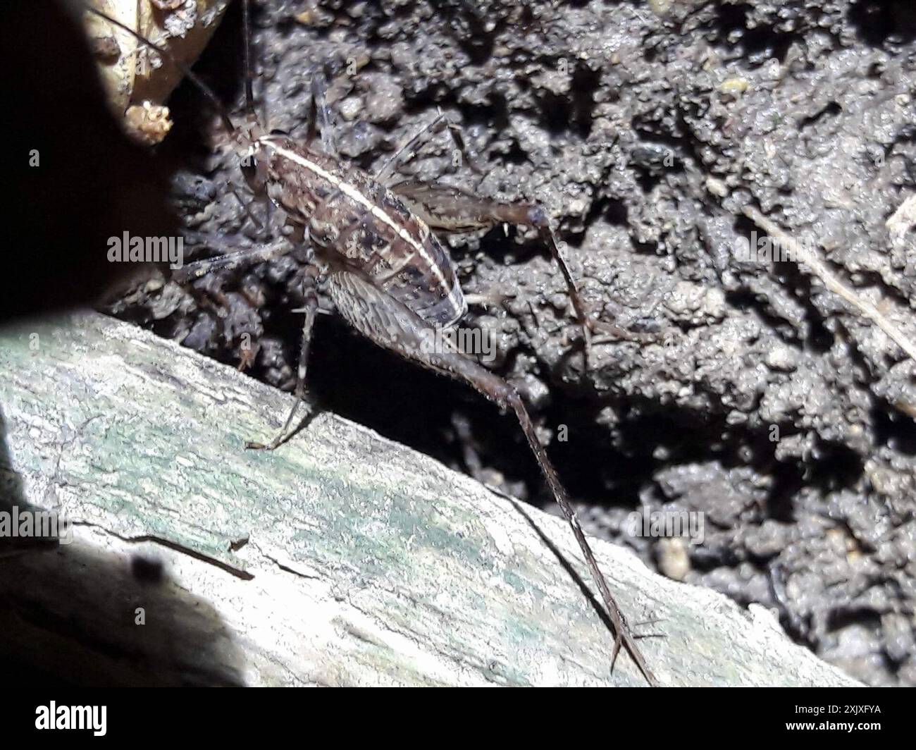Camel Crickets, Cave Crickets, and Cave Wēta (Rhaphidophoridae) Insecta ...