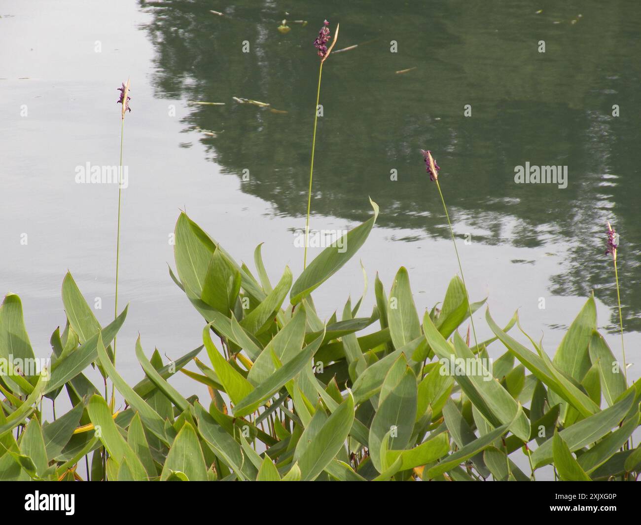 Thalia dealbata hi-res stock photography and images - Alamy