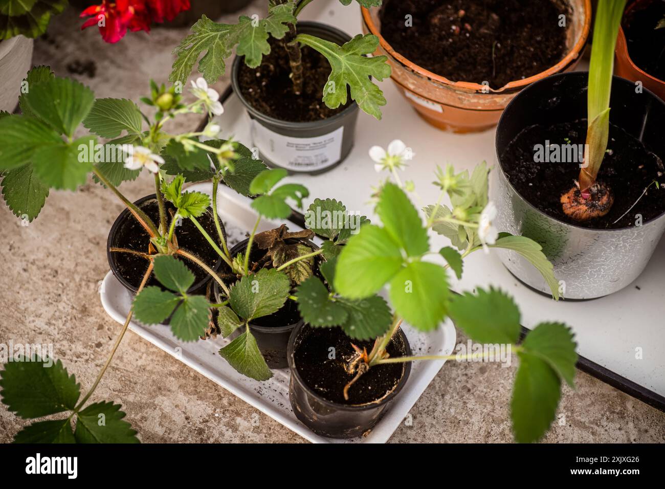 Strawberry seedlings in disposable pots on the windowsill next to ...