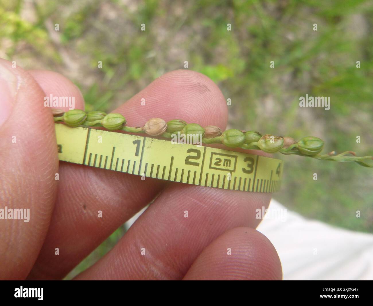 Florida paspalum (Paspalum floridanum) Plantae Stock Photo - Alamy