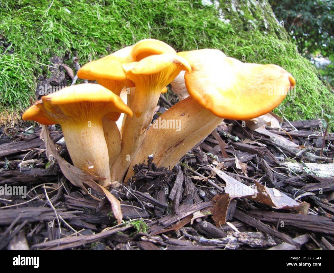 Eastern American jack-o'-lantern (Omphalotus illudens) Fungi Stock ...