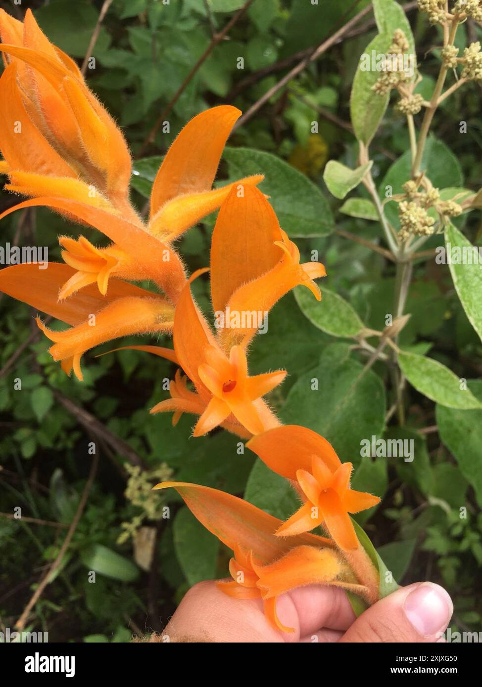 (Dichromanthus aurantiacus) Plantae Stock Photo - Alamy