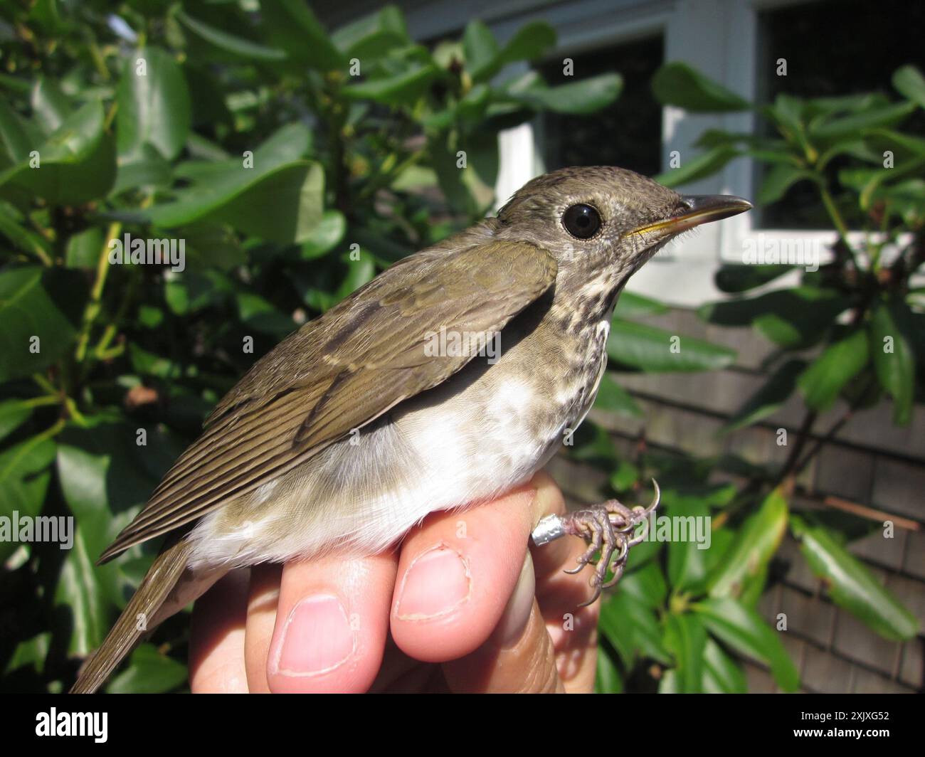 Gray-cheeked Thrush (Catharus minimus) Aves Stock Photo - Alamy