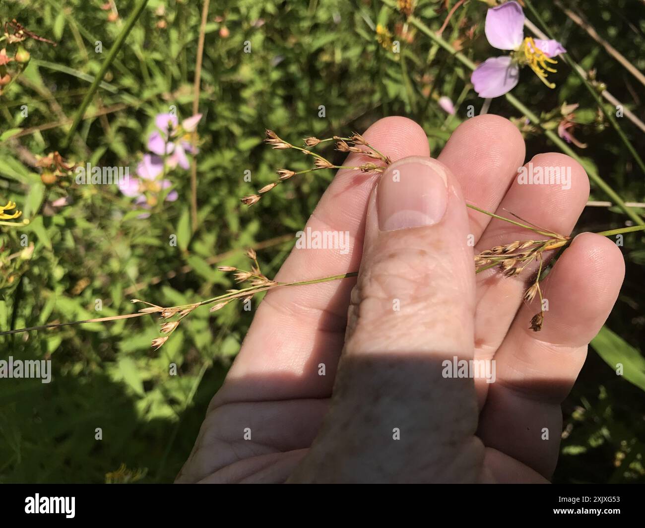 eastern soft rush (Juncus effusus solutus) Plantae Stock Photo - Alamy