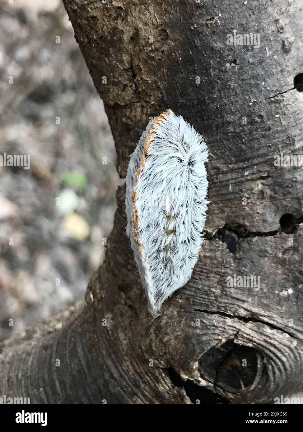 Southern Flannel Moth (Megalopyge opercularis) Insecta Stock Photo - Alamy