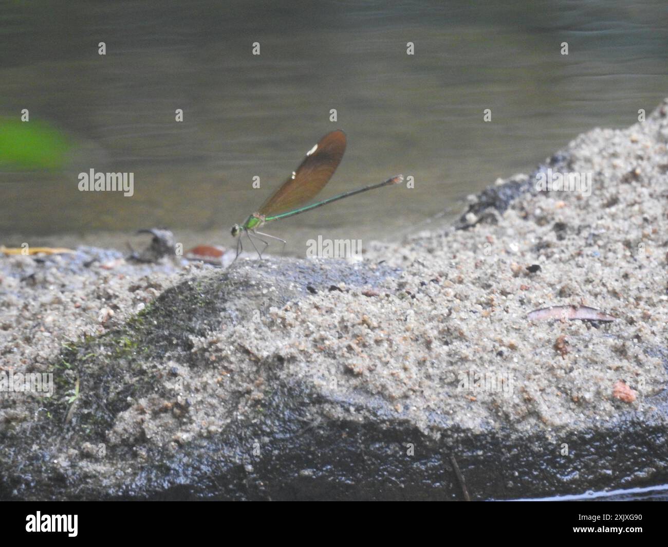 Green Metalwing (Neurobasis chinensis) Insecta Stock Photo - Alamy