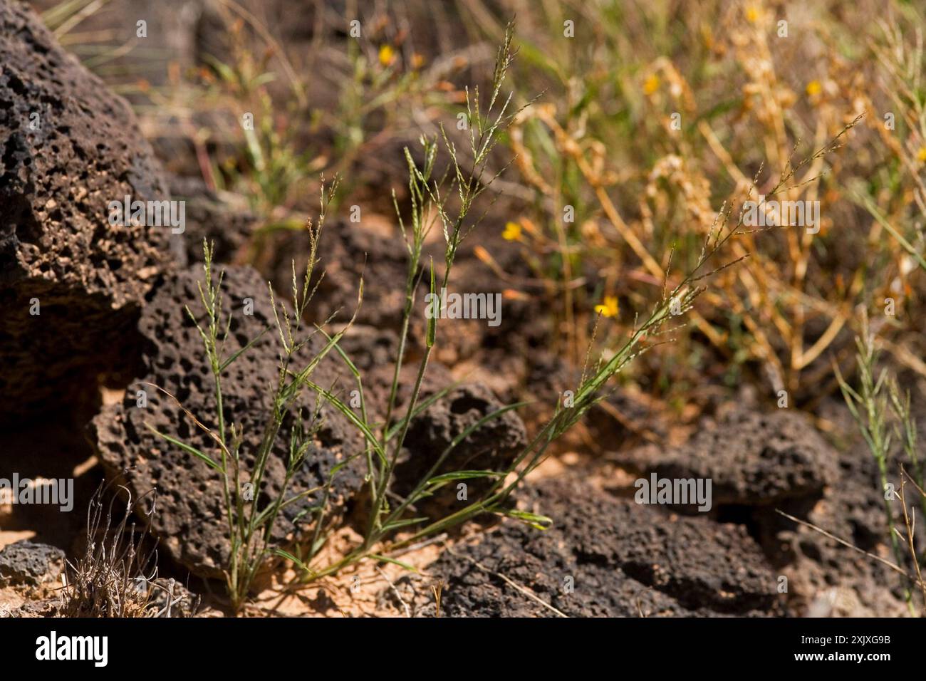 Mucronate Sprangletop (Leptochloa panicea) Plantae Stock Photo - Alamy