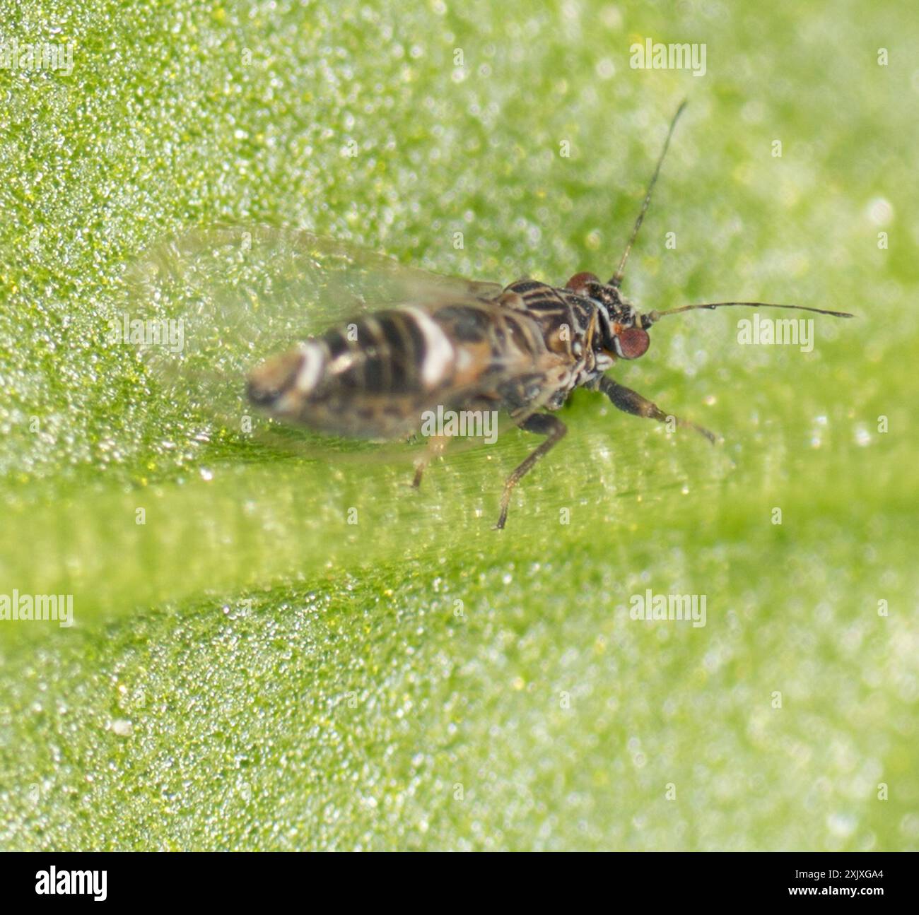 Psyllid potato hi-res stock photography and images - Alamy