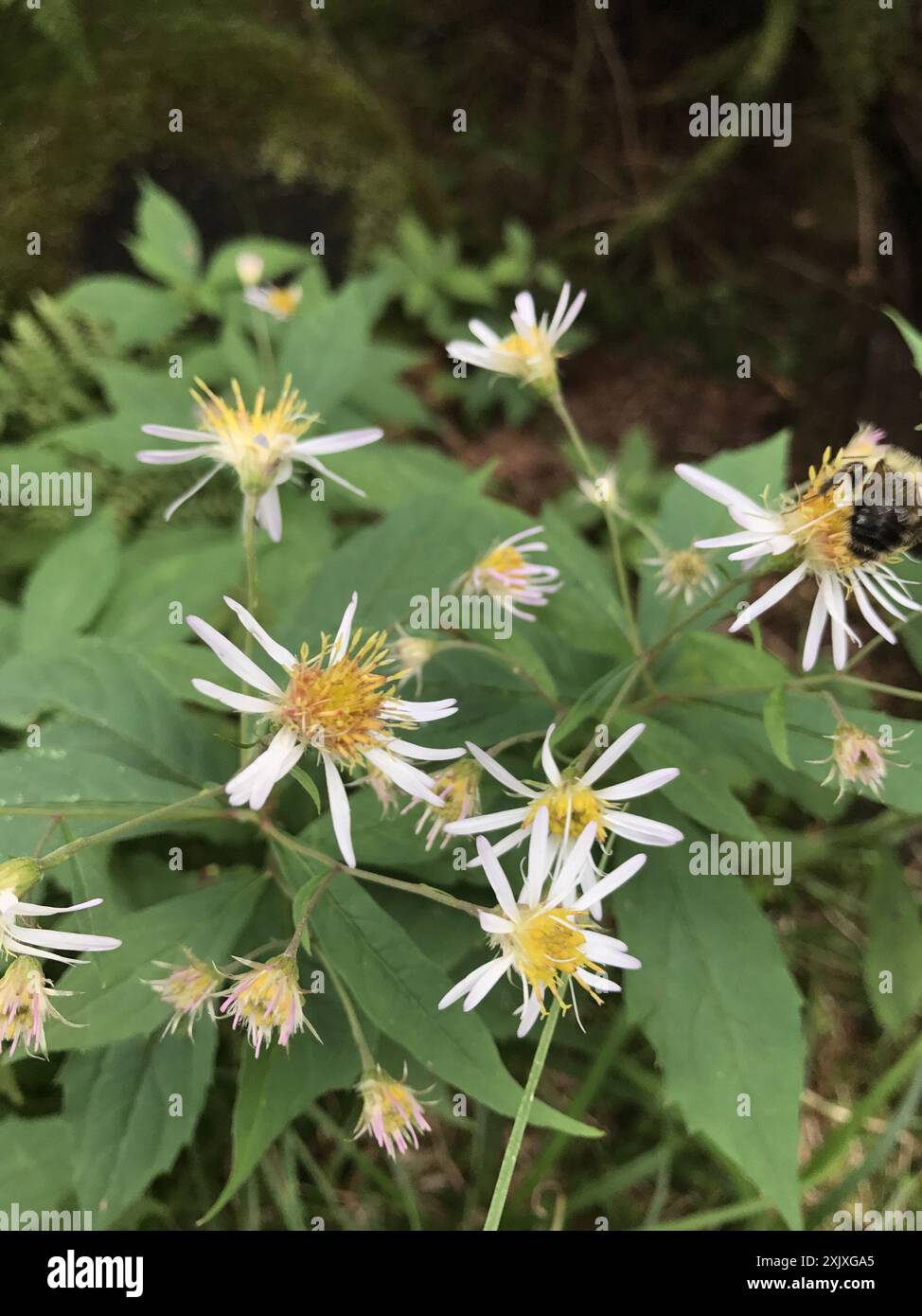 whorled wood aster (Oclemena acuminata) Plantae Stock Photo - Alamy