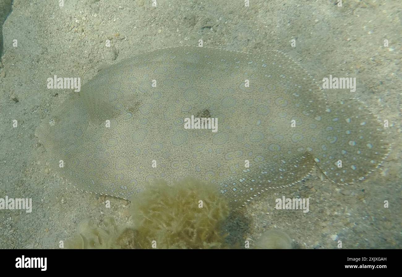 Pacific Peacock Flounder (Bothus mancus) Actinopterygii Stock Photo - Alamy