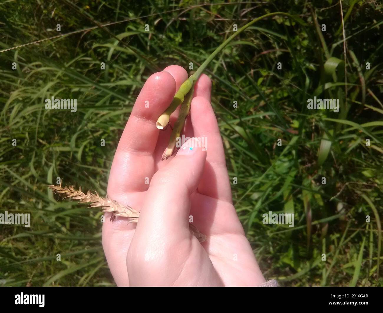 grasses (Poaceae) Plantae Stock Photo - Alamy