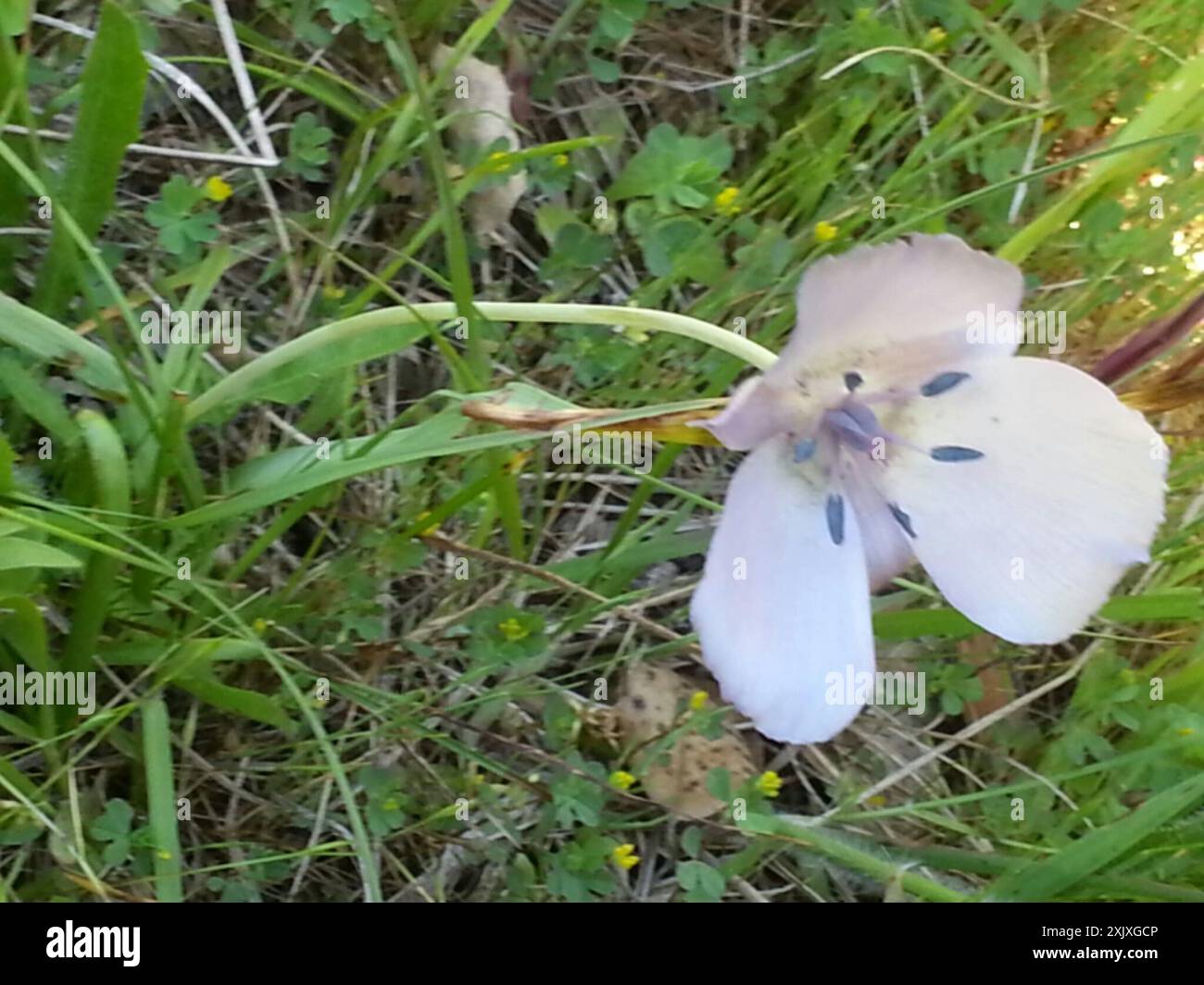 Pink star-tulip (Calochortus uniflorus) Plantae Stock Photo - Alamy