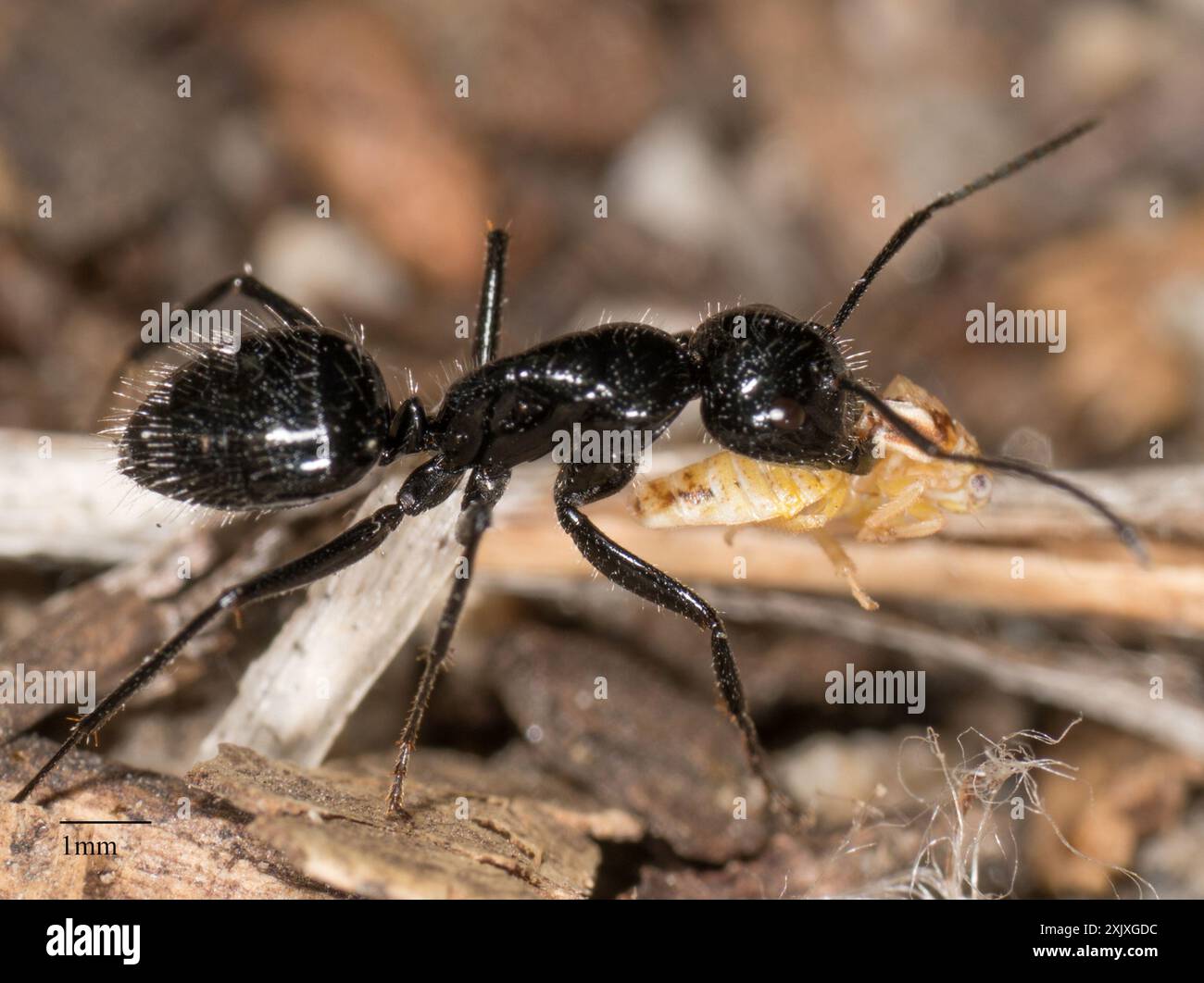 Hairy Smooth Carpenter Ant (Camponotus laevissimus) Insecta Stock Photo ...