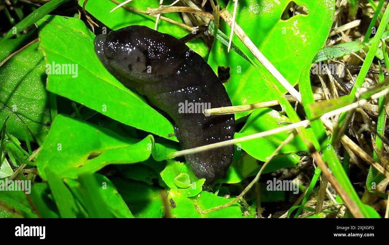 Gagates hi-res stock photography and images - Alamy