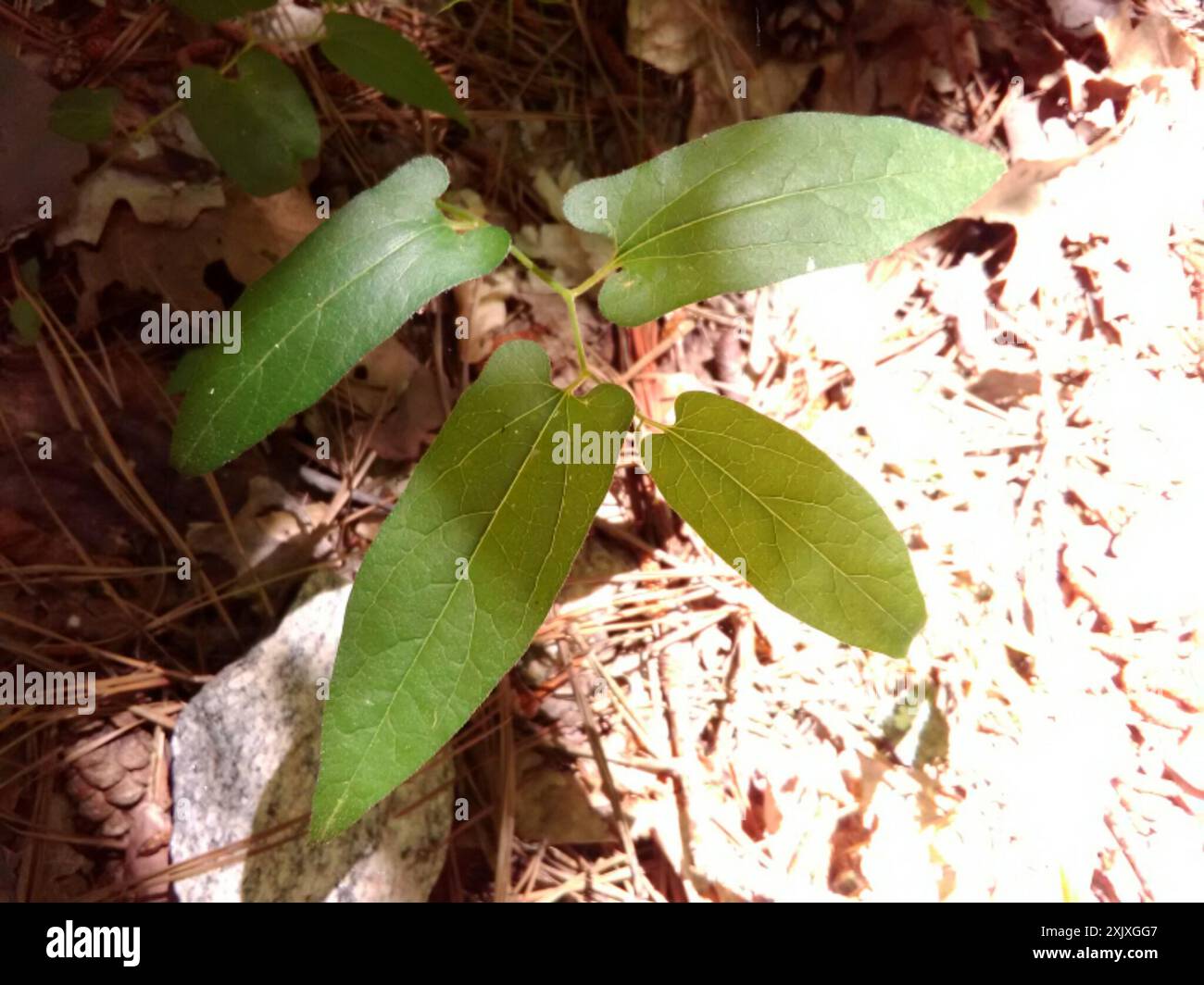Virginia snakeroot (Aristolochia serpentaria) Plantae Stock Photo - Alamy