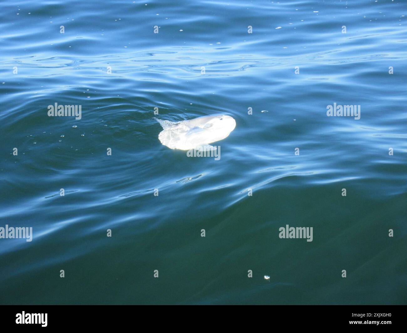 Common Mola (Mola mola) Actinopterygii Stock Photo - Alamy