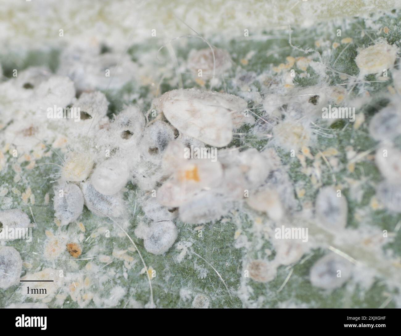 Aleurodicus dugesii hi-res stock photography and images - Alamy