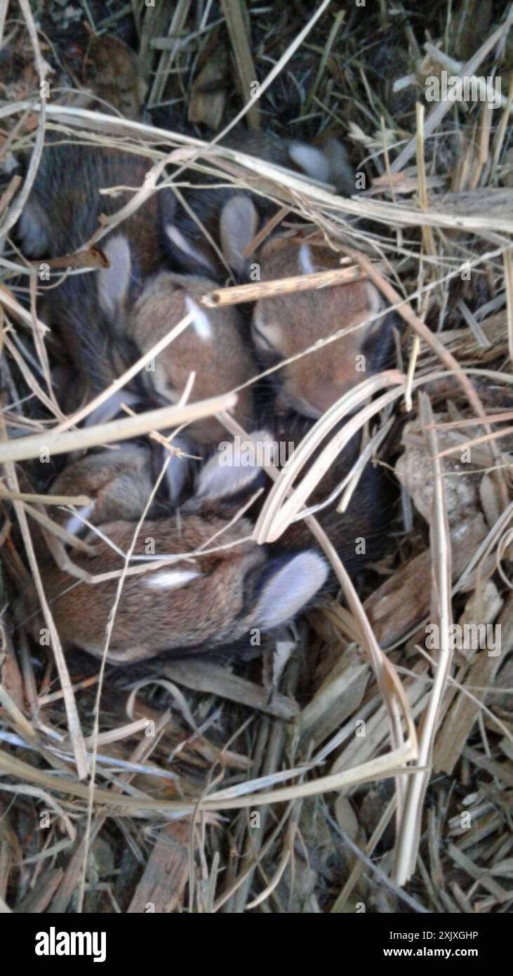 Lagomorphs (Lagomorpha) Mammalia Stock Photo - Alamy