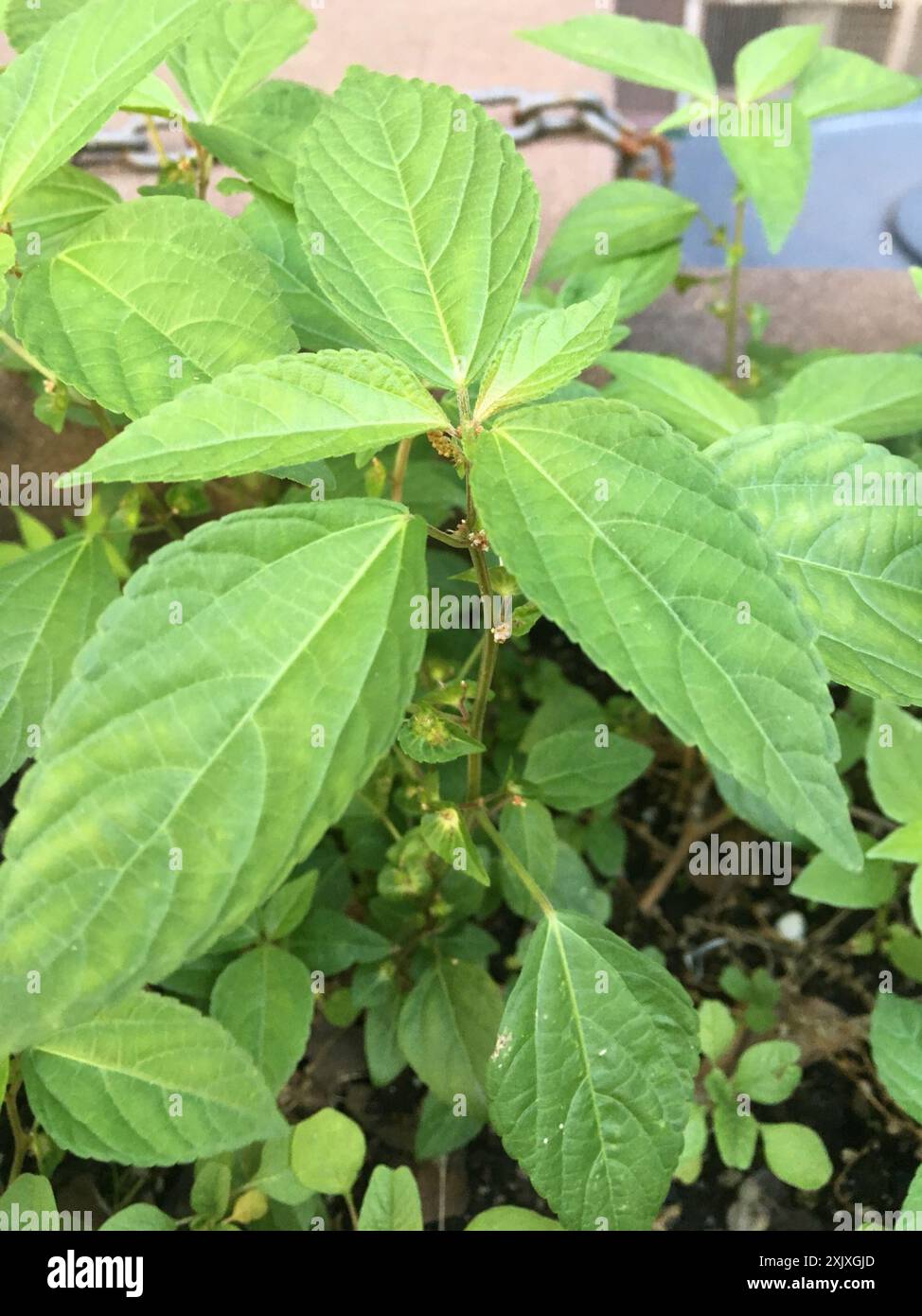 Acalypha australis hi-res stock photography and images - Alamy
