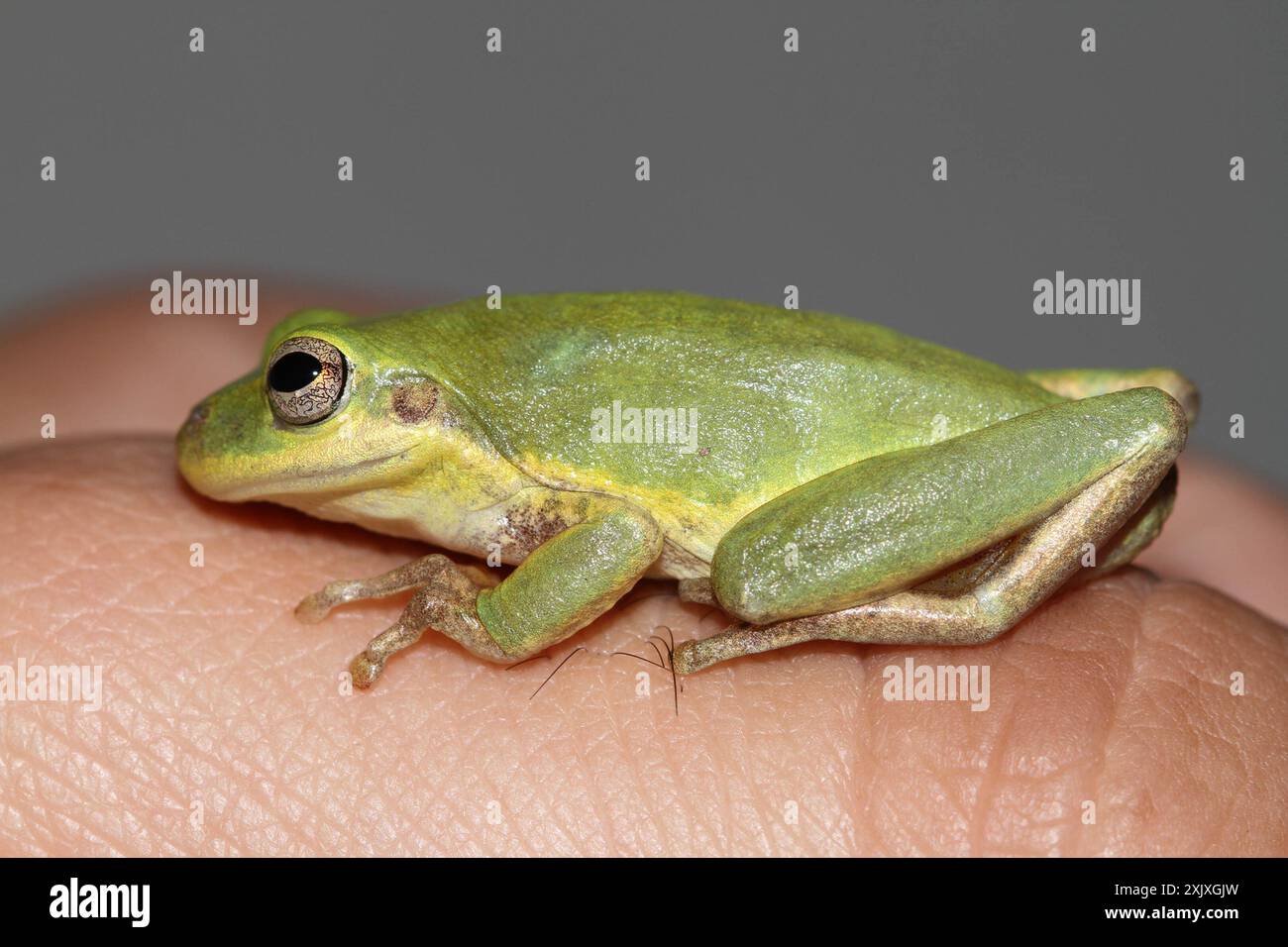 Squirrel Treefrog (Hyla squirella) Amphibia Stock Photo - Alamy