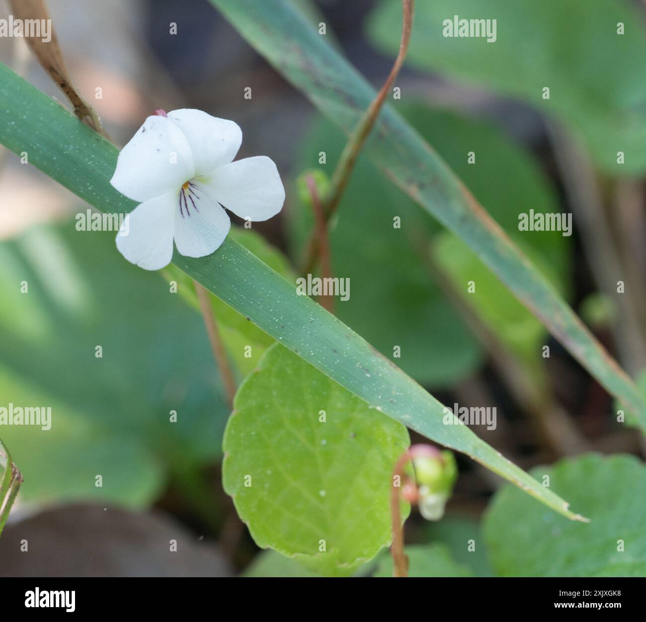 primrose-leaved violet (Viola primulifolia) Plantae Stock Photo - Alamy